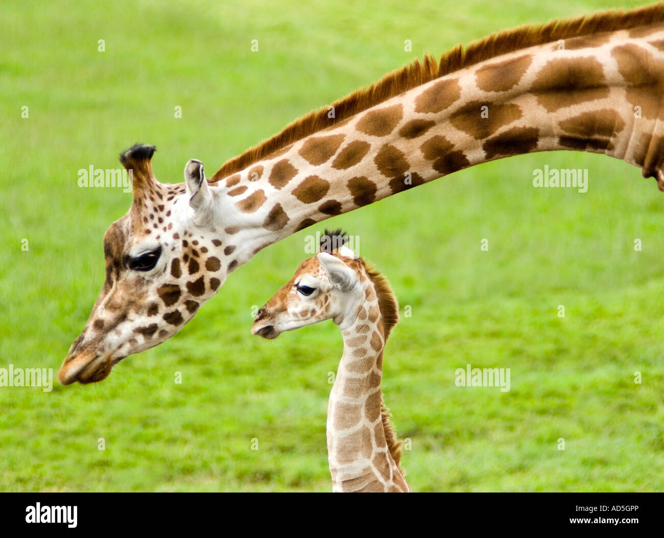 Giraffe with child Stock Photo - Alamy