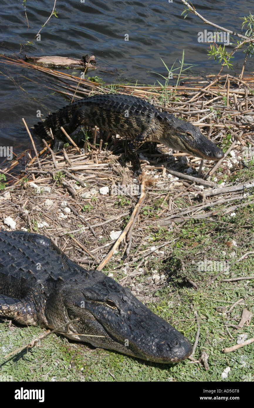 Two Alligators on the shore Stock Photo - Alamy