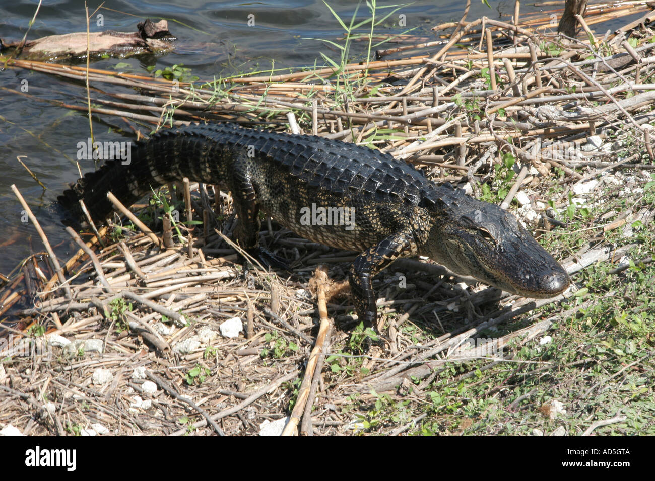 Alligator Walking ashore Stock Photo - Alamy