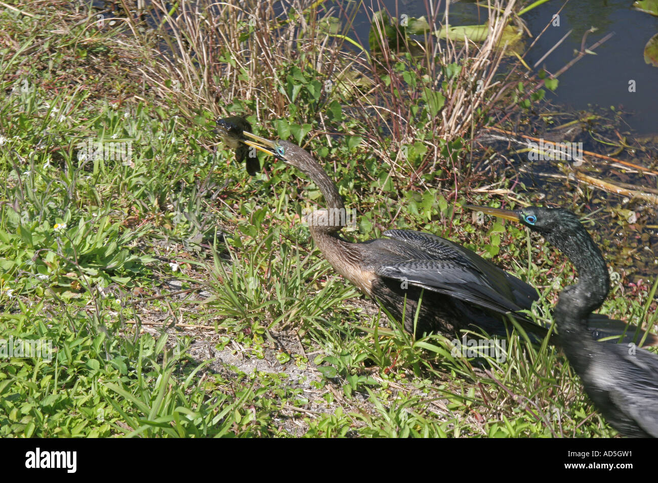 American anhingas hi-res stock photography and images - Alamy