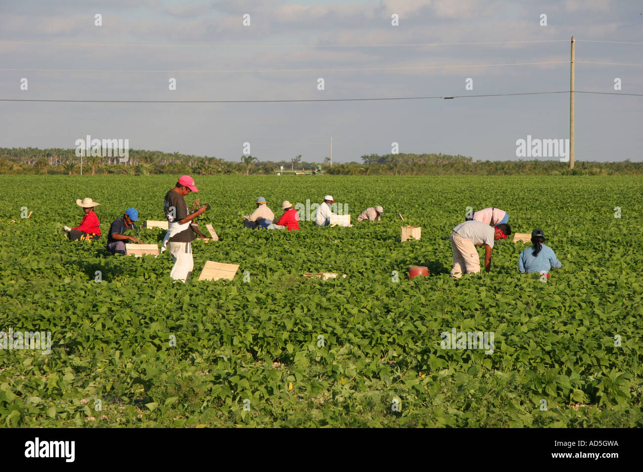 Green bean farm florida hi-res stock photography and images - Alamy