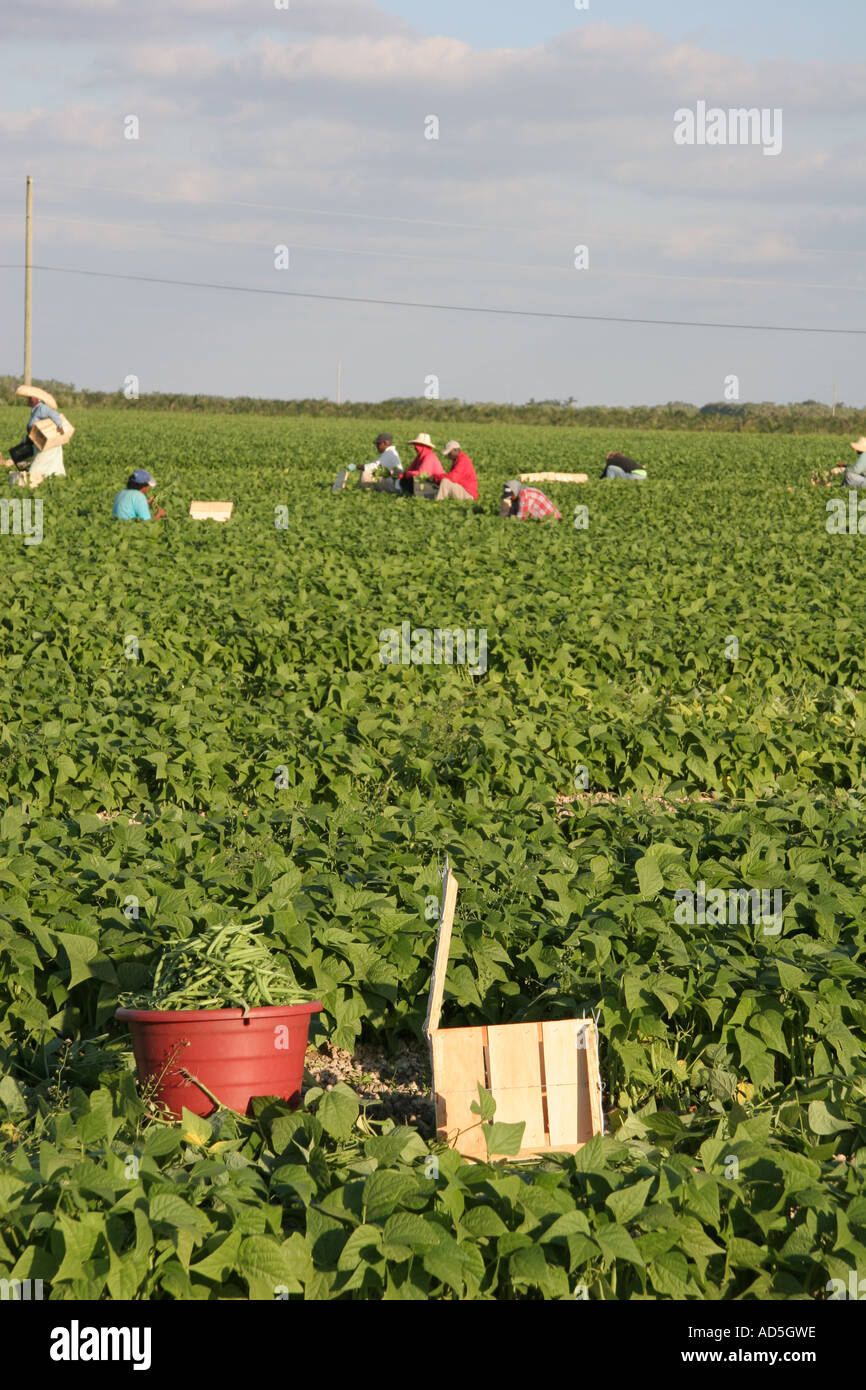Green bean farm florida hi-res stock photography and images - Alamy
