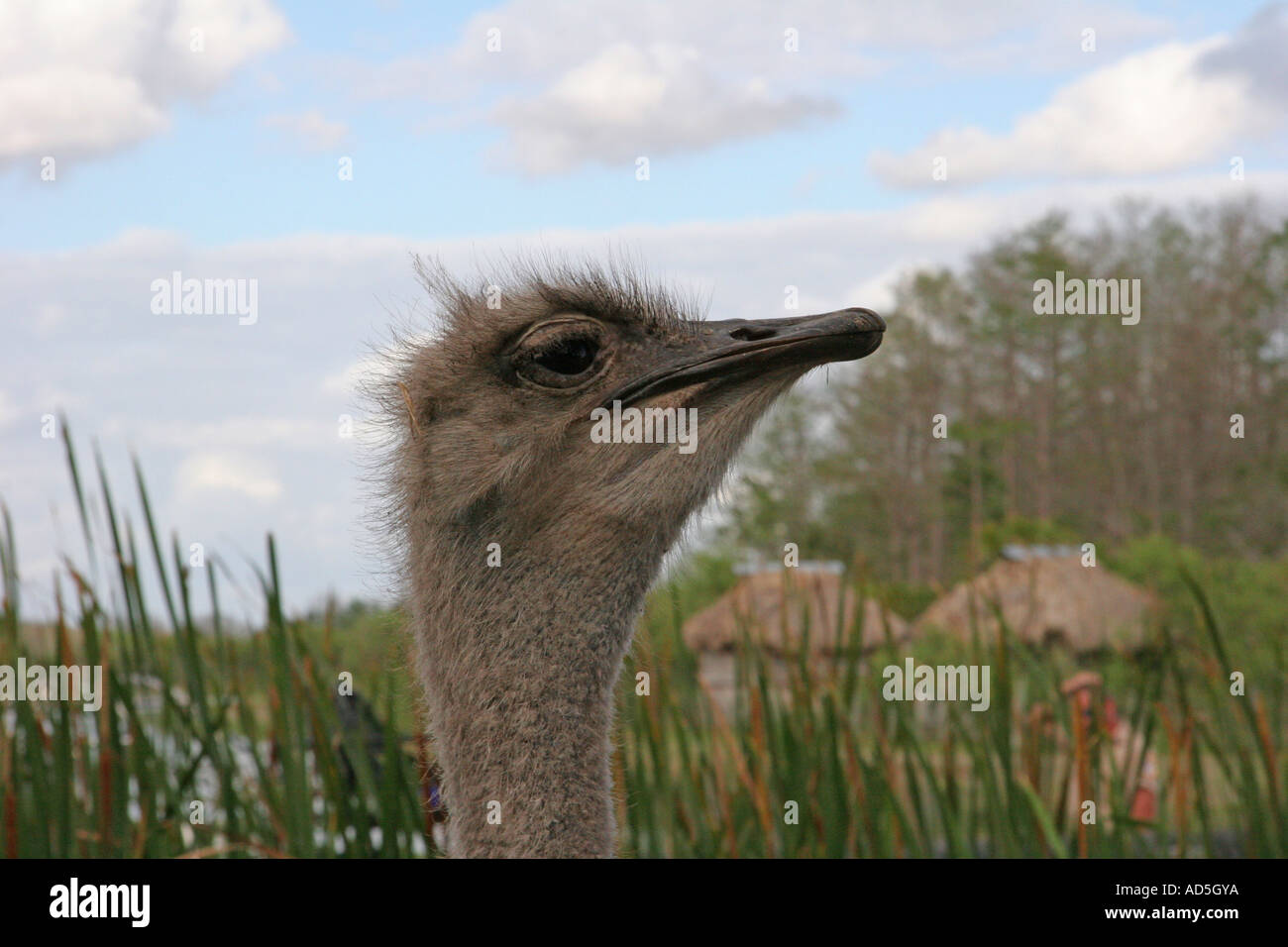 Billie sparrow hi-res stock photography and images - Alamy