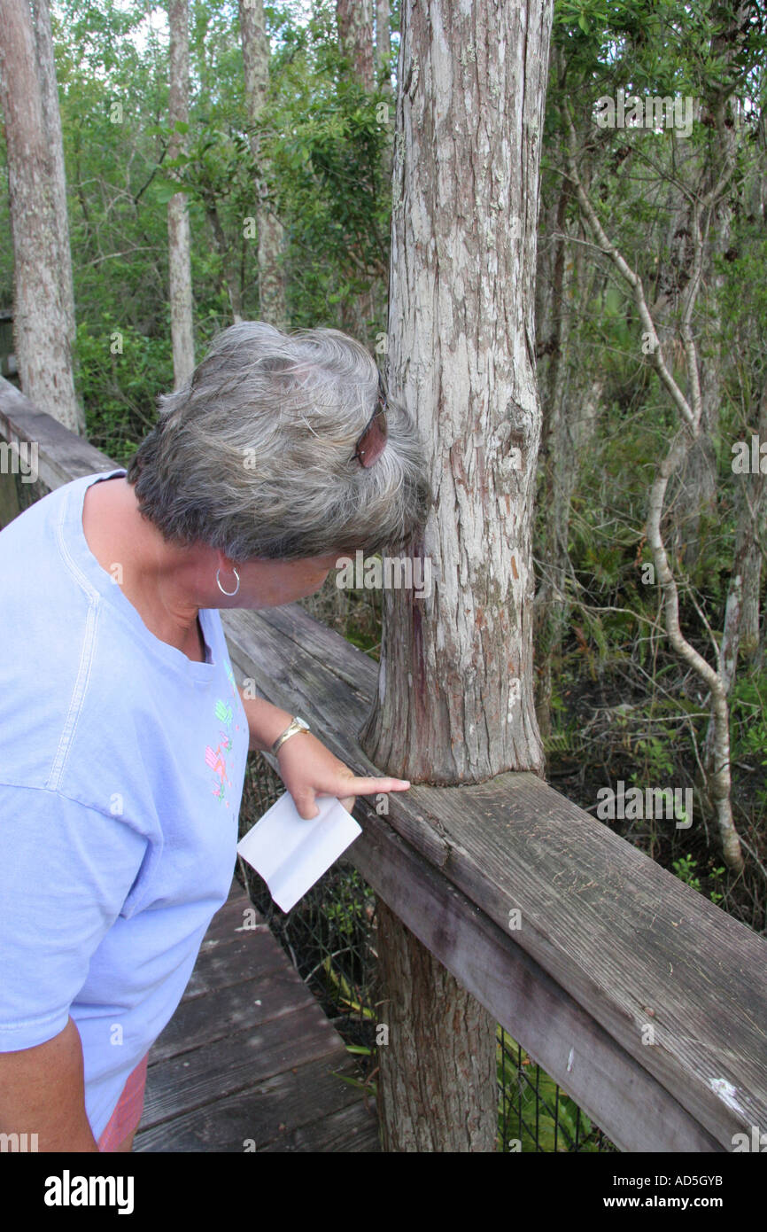The trunk of a cypress tree bulges over a handrail to a walkway on the ...