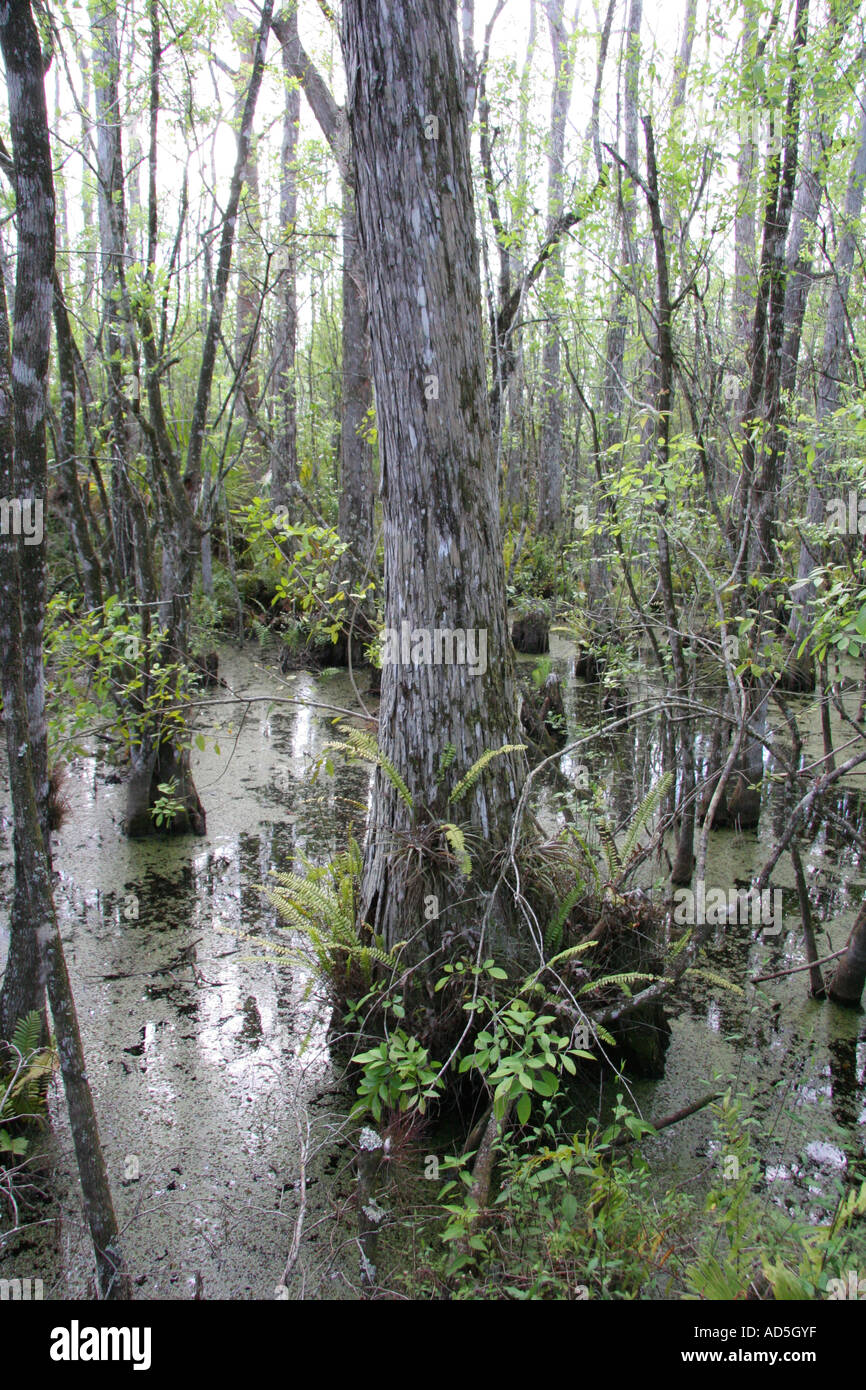 Billie swamp safari hi-res stock photography and images - Alamy