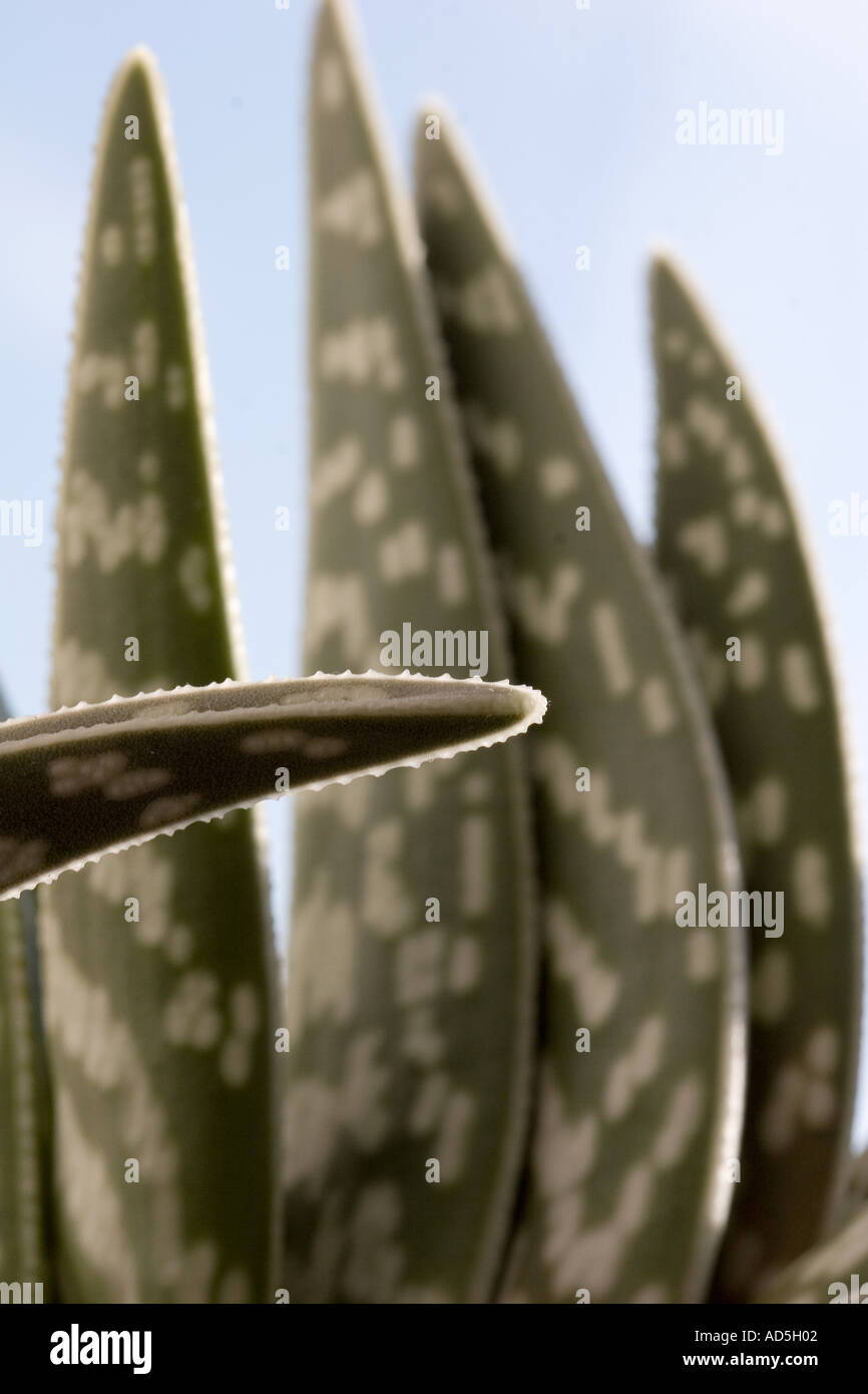 Green sharp point cactus hi-res stock photography and images - Alamy