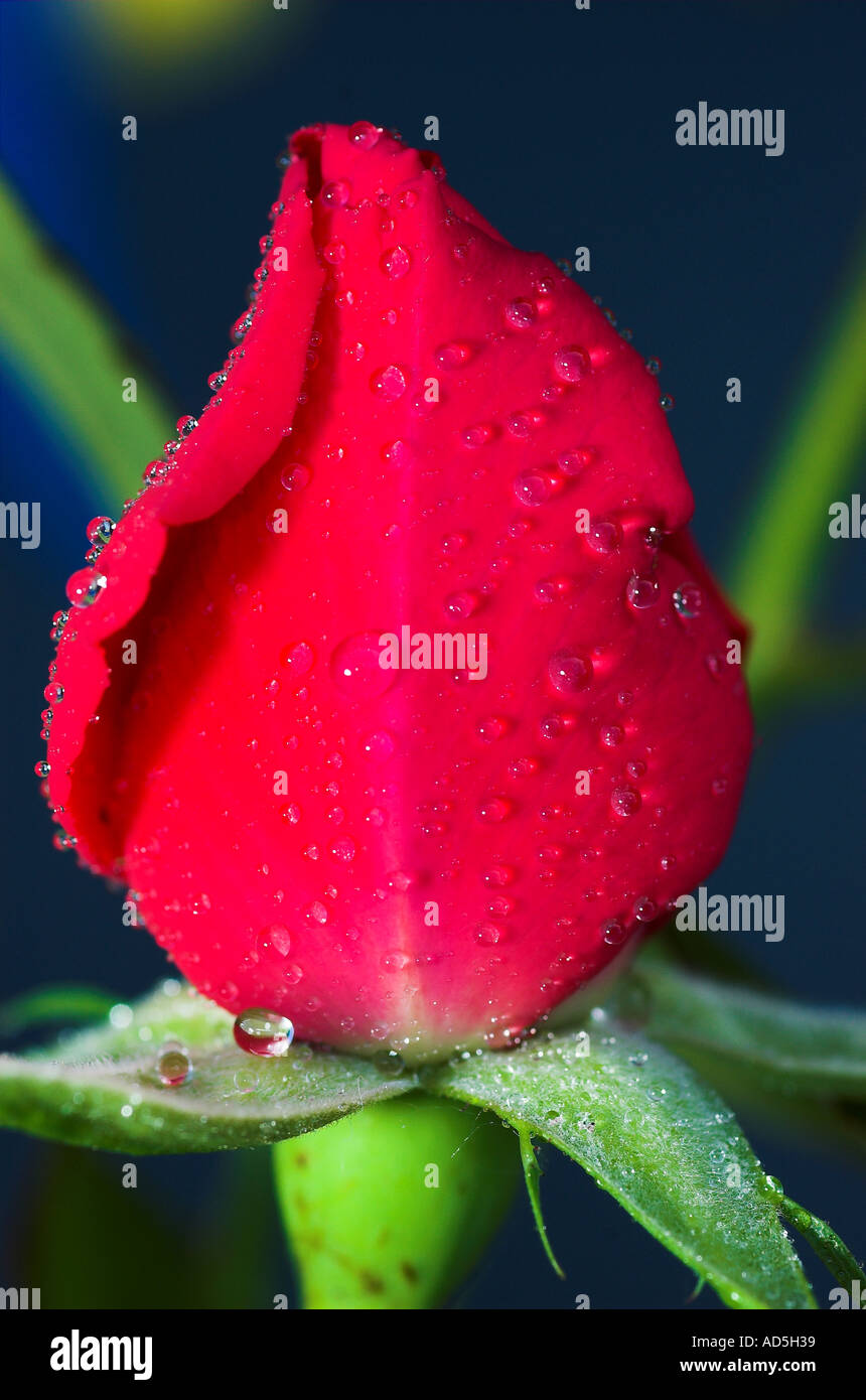 Single Red rose Stock Photo - Alamy