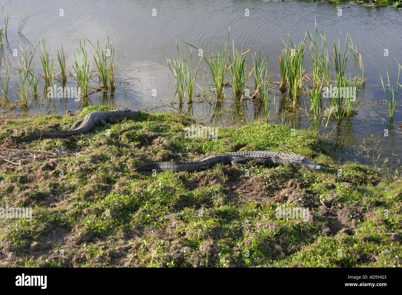 Two Alligators lie about in the afternoon sun Stock Photo - Alamy