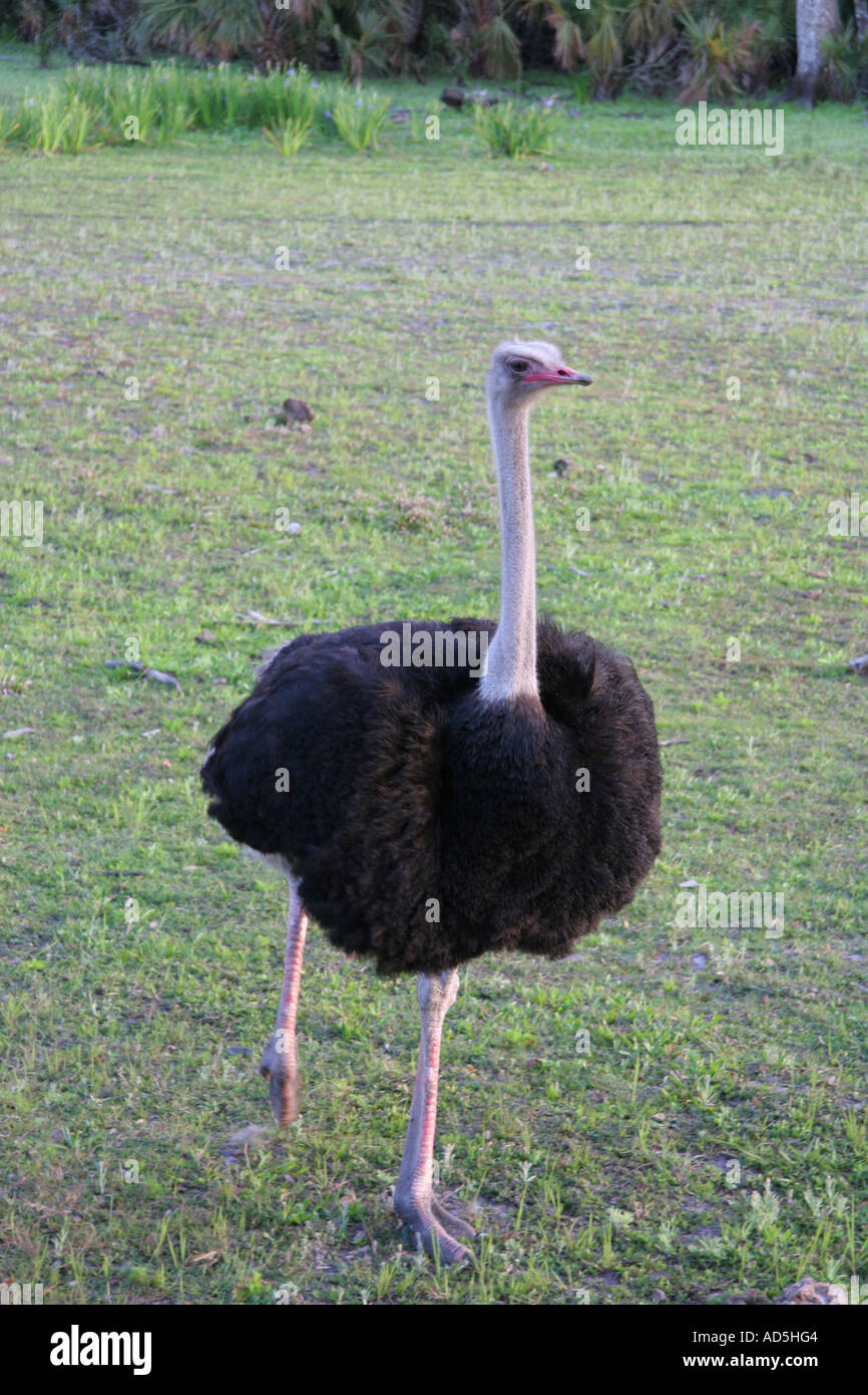 Billie sparrow hi-res stock photography and images - Alamy