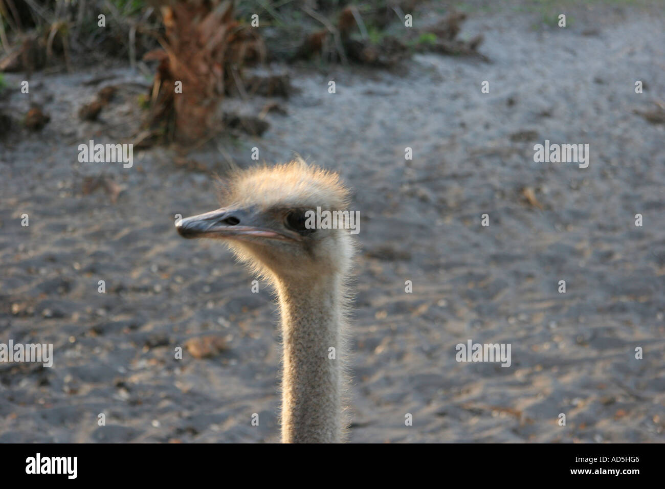 A friendly Ostrich Stock Photo - Alamy