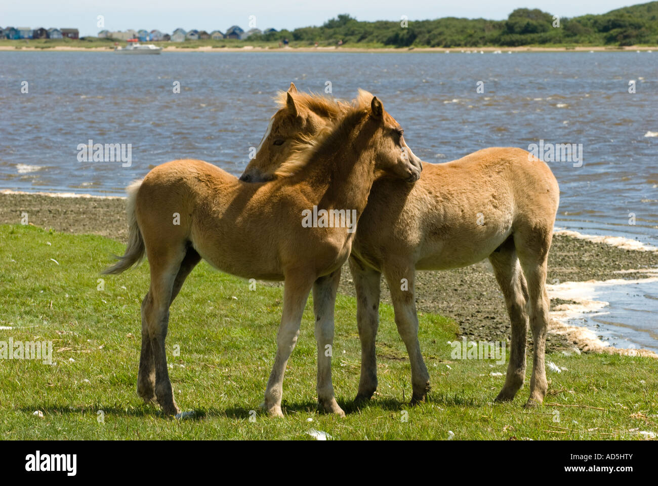 Rubbing horses nose hi-res stock photography and images - Alamy