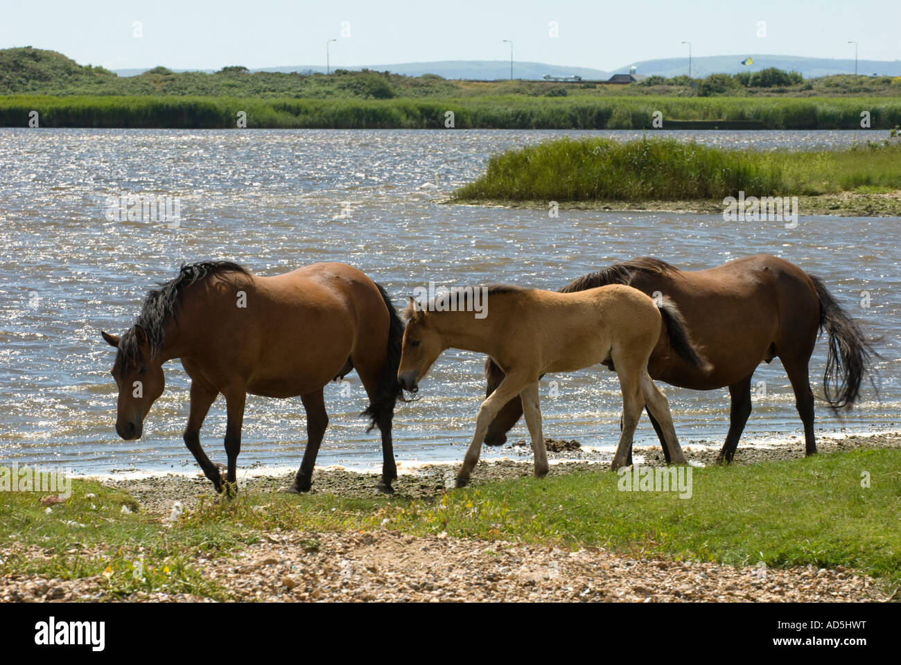 Stanpit ponies hi-res stock photography and images - Alamy