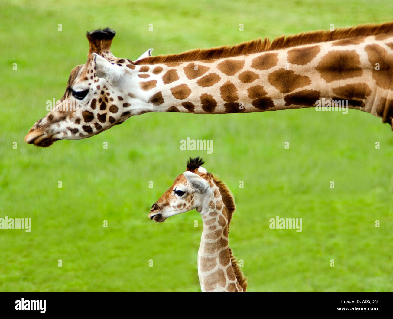 Giraffe with child Stock Photo - Alamy