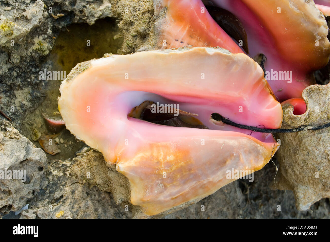GREATER EXUMA BAHAMA Fresh muti colored Conch shells just pulled out of ...
