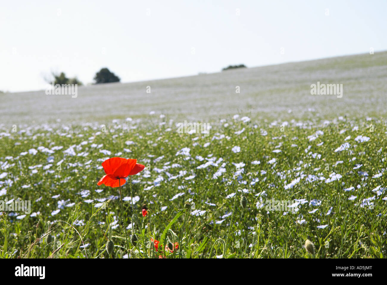 Poppy in field of flax Stock Photo - Alamy