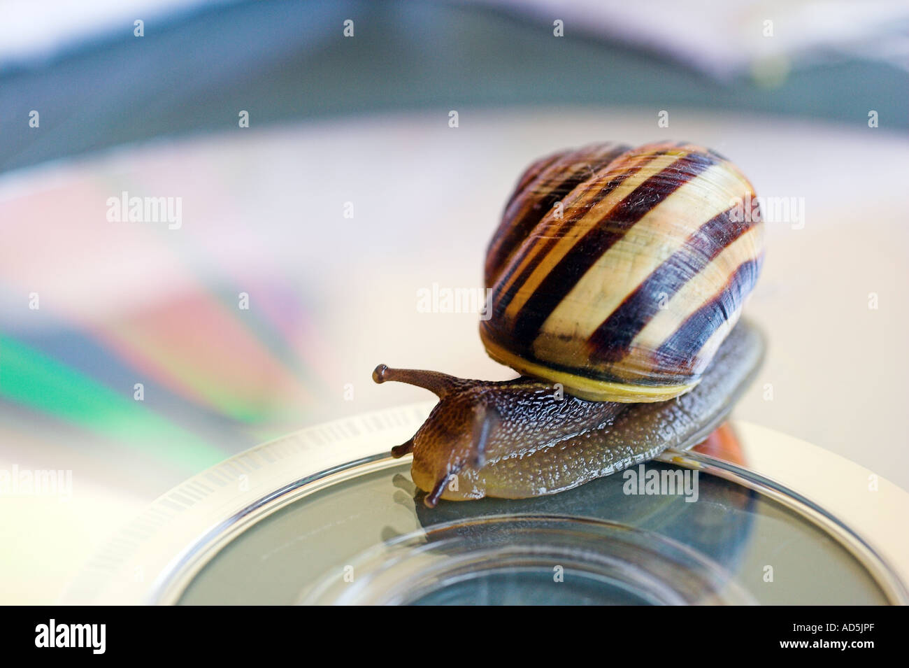 Disc snail hi-res stock photography and images - Alamy