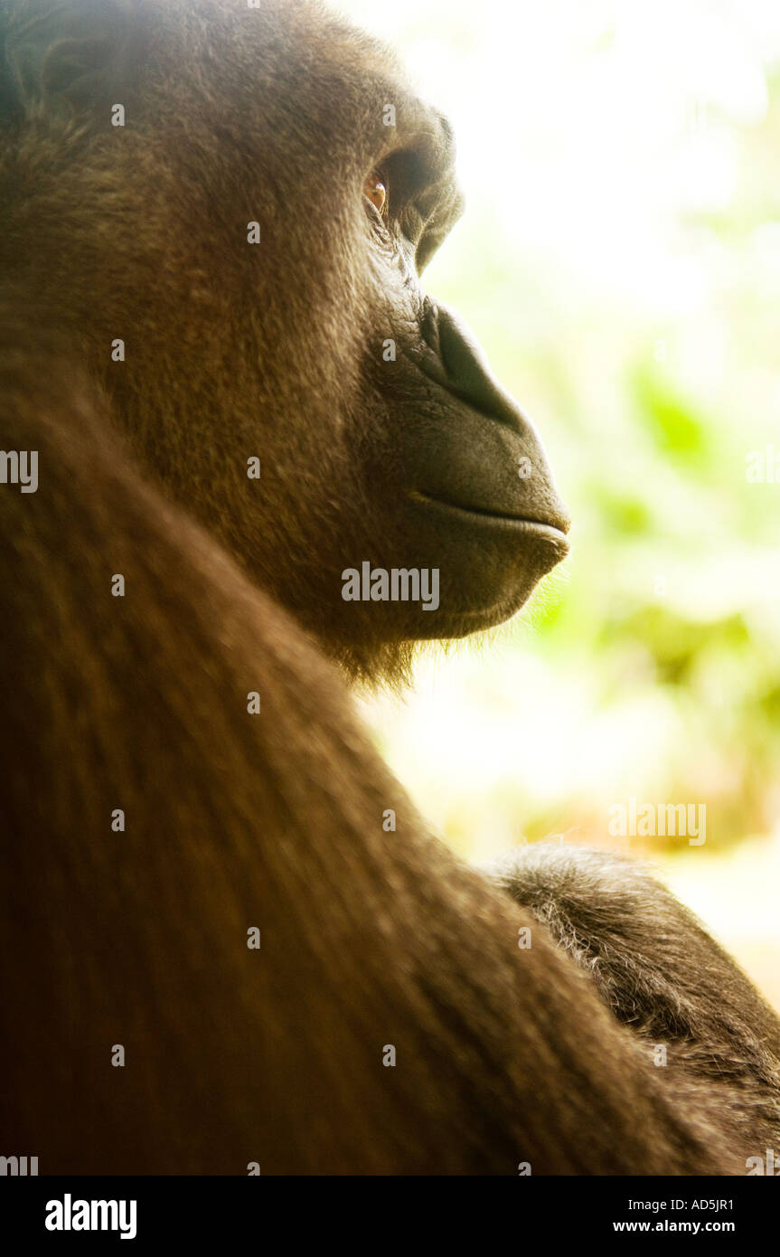 One monkey behind glass at the zoo closup thinking Stock Photo - Alamy