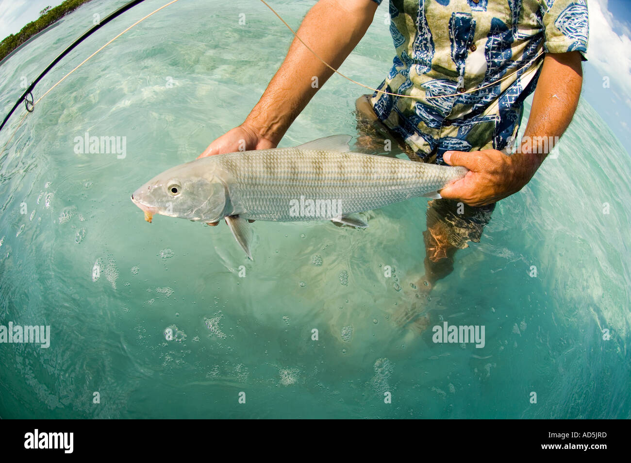 GREATER EXUMA BAHAMAS Fly fisherman releasing Bonefish in emerald green ...