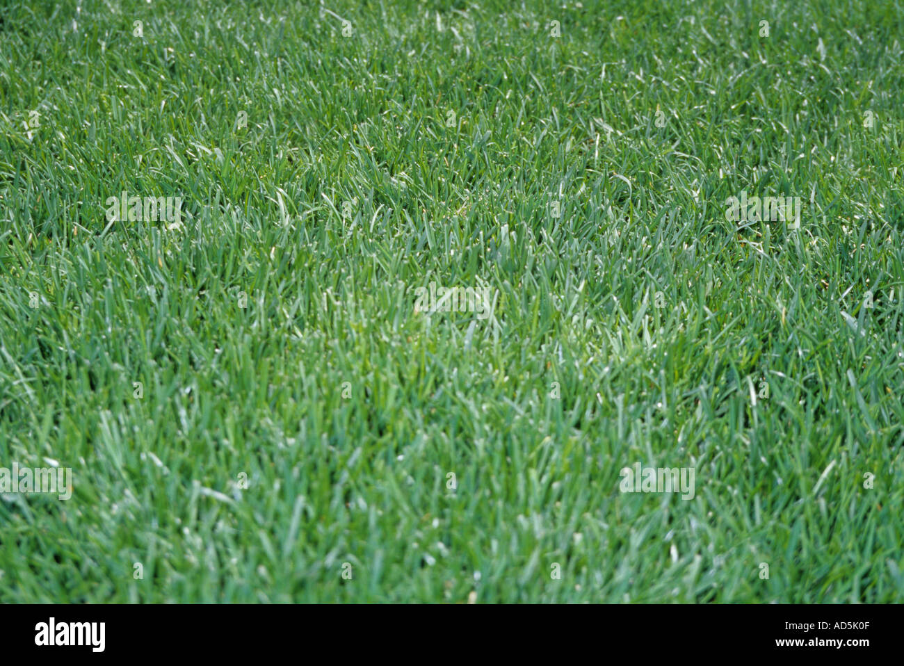 Athletic field grass turf Stock Photo - Alamy