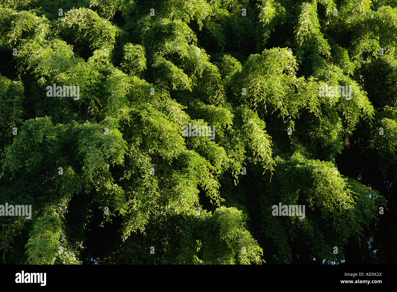 Birds eye view of green foliage of trees Stock Photo - Alamy