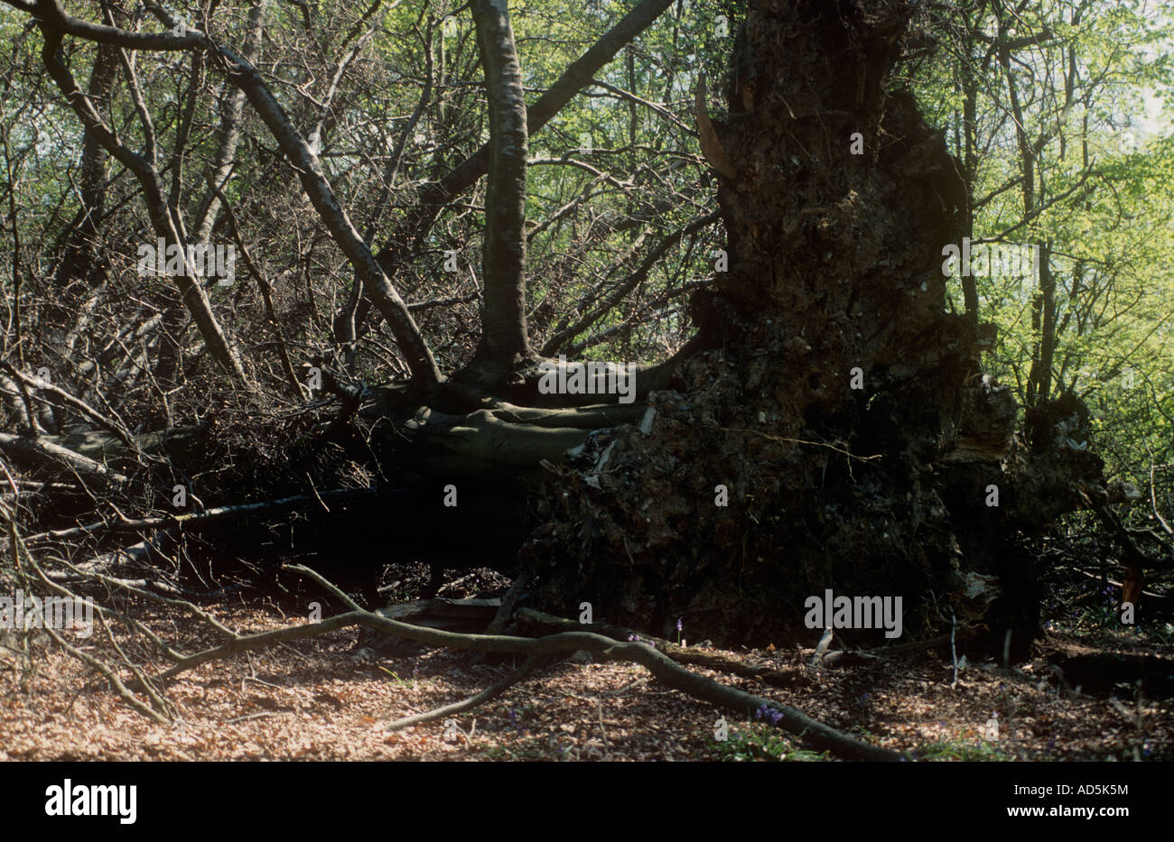 1987 hurricane hi-res stock photography and images - Alamy