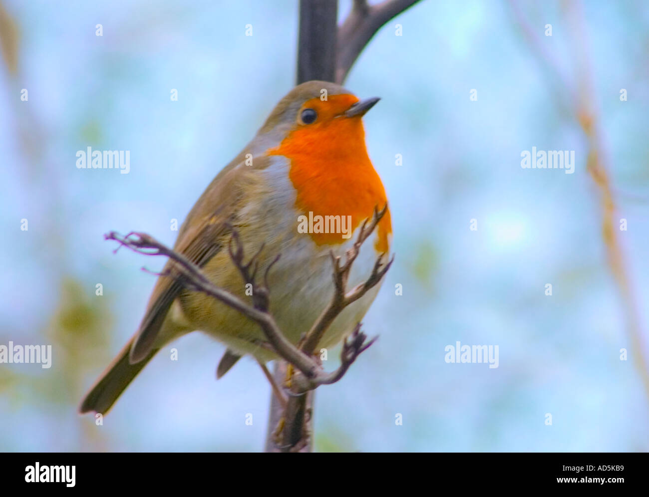 Bird Robin Redbreast Stock Photo - Alamy