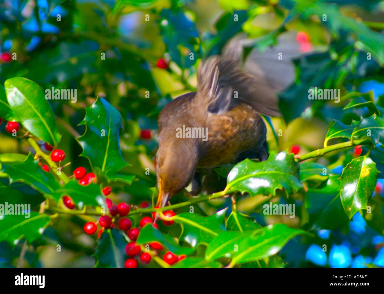 Berries holly black bird hi-res stock photography and images - Alamy