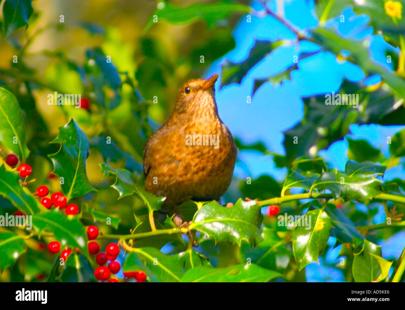 Berries holly black bird hi-res stock photography and images - Alamy