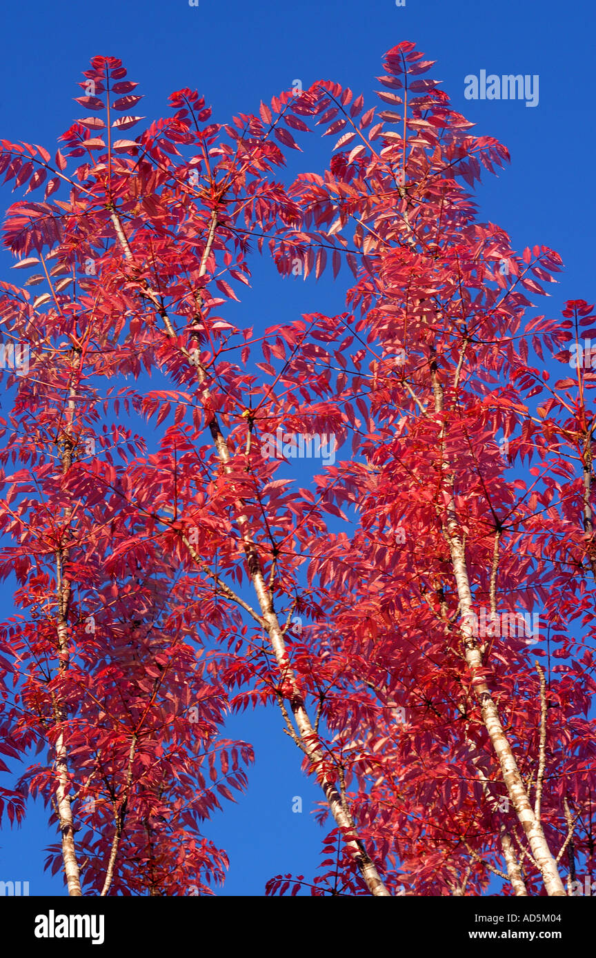 Chinese toon tree hi-res stock photography and images - Alamy