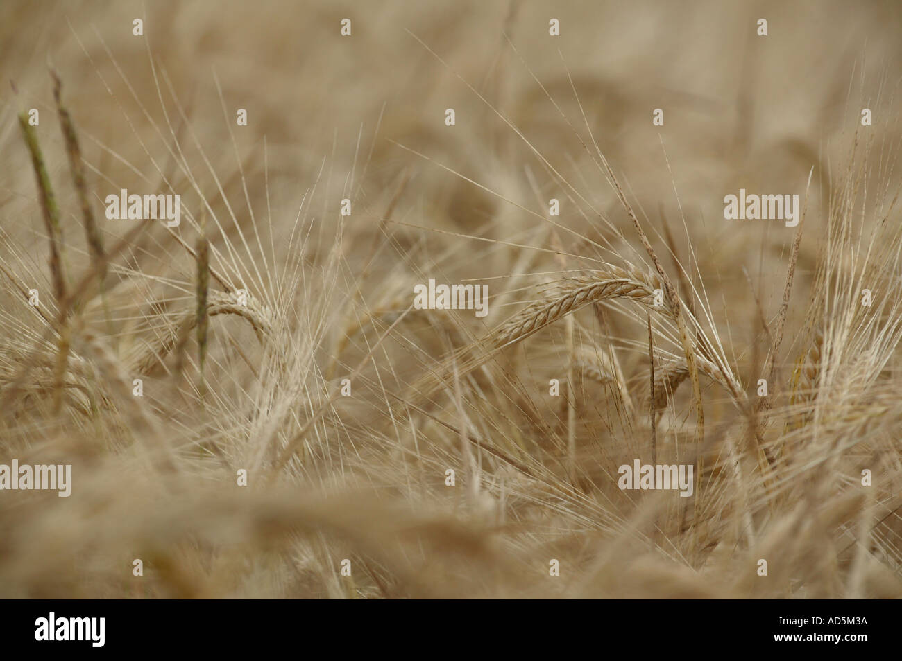 horizontal detail of commercial agricultural european Barley crop in ...