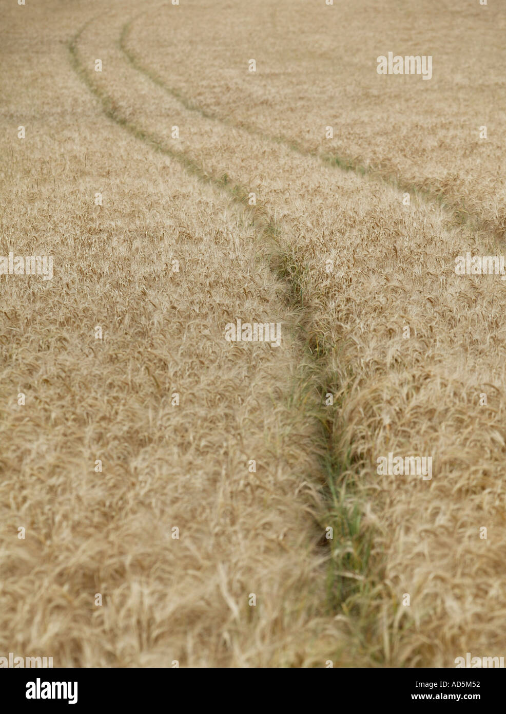 detail of the tractor wheel lines in an Agricultural barley crop ...