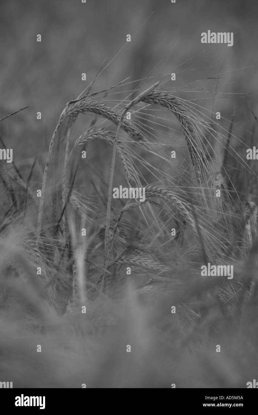 Depth competition Black and White Stock Photos & Images - Alamy