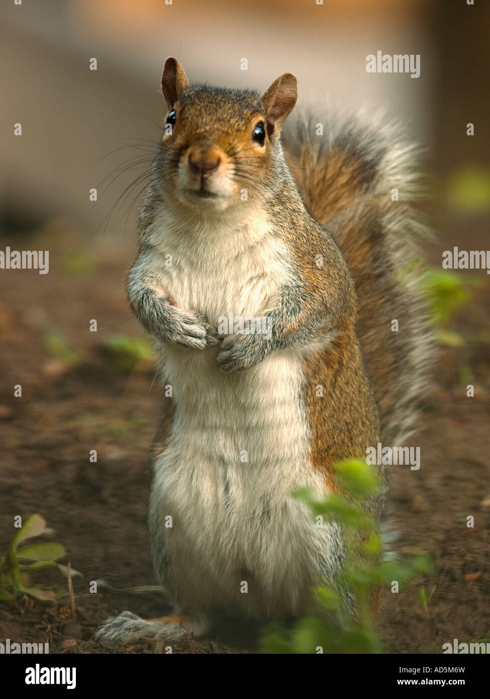 Grey squirrel hi-res stock photography and images - Alamy