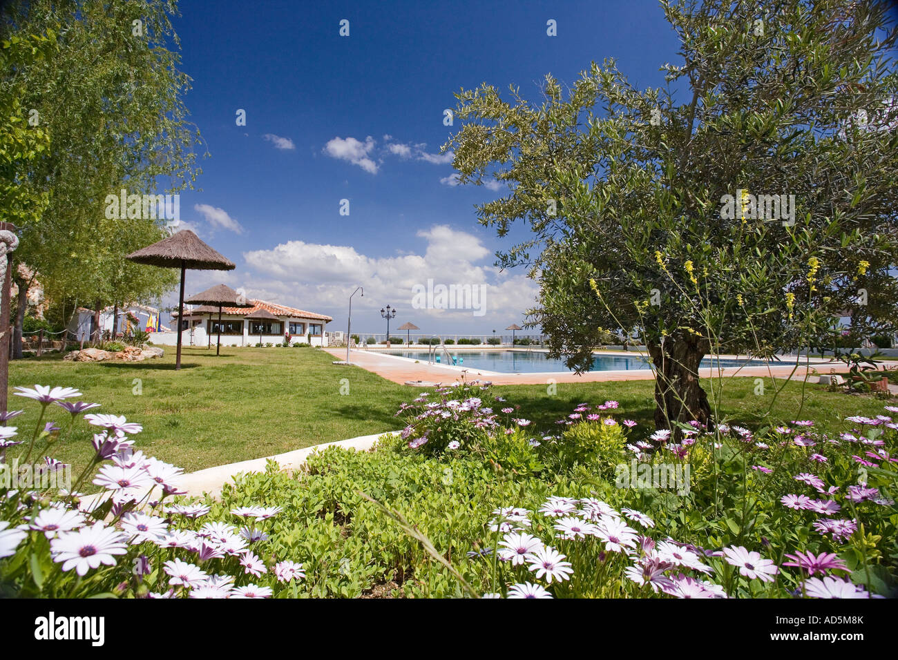 Olive Tree Swimming Pool High Resolution Stock Photography and Images ...