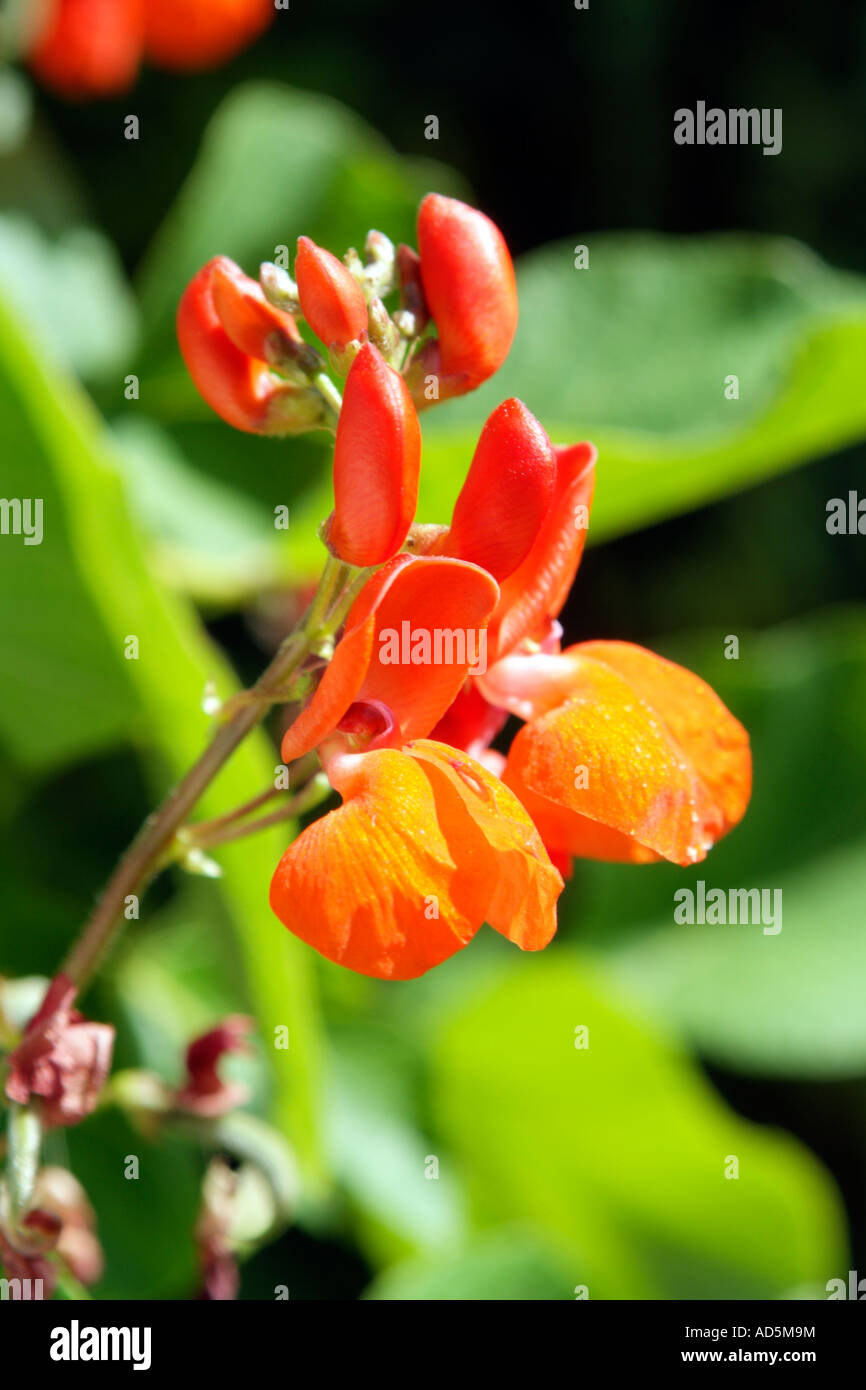 Runner bean plant in flower Stock Photo - Alamy