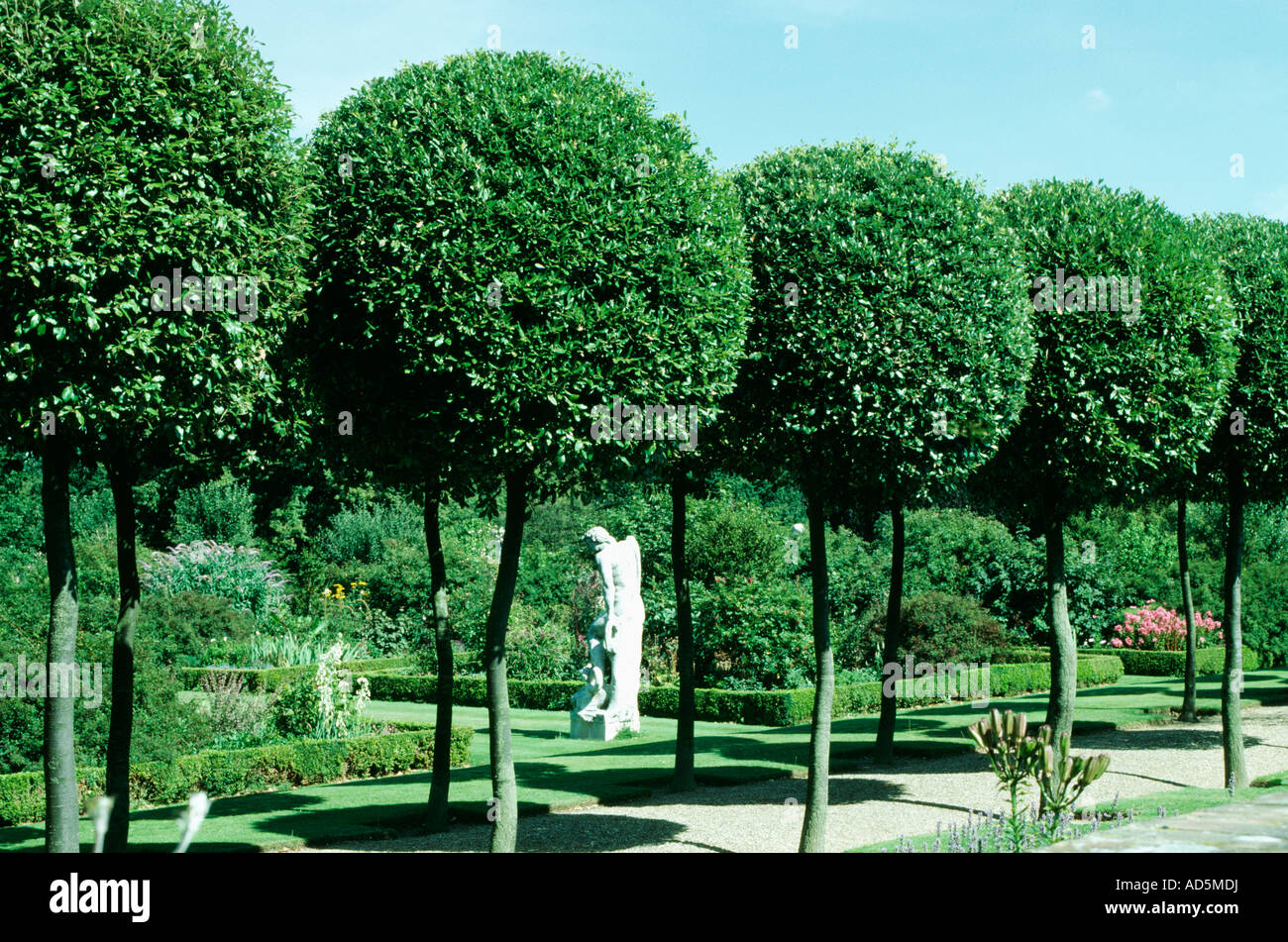 Clipped trees hi-res stock photography and images - Alamy