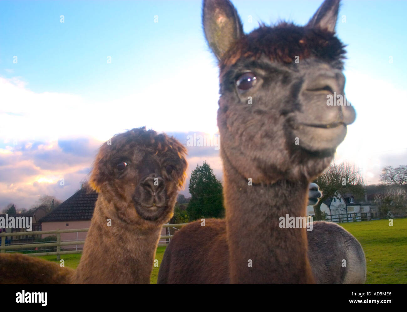 Alpaca Animal South American Mammal Stock Photo - Alamy