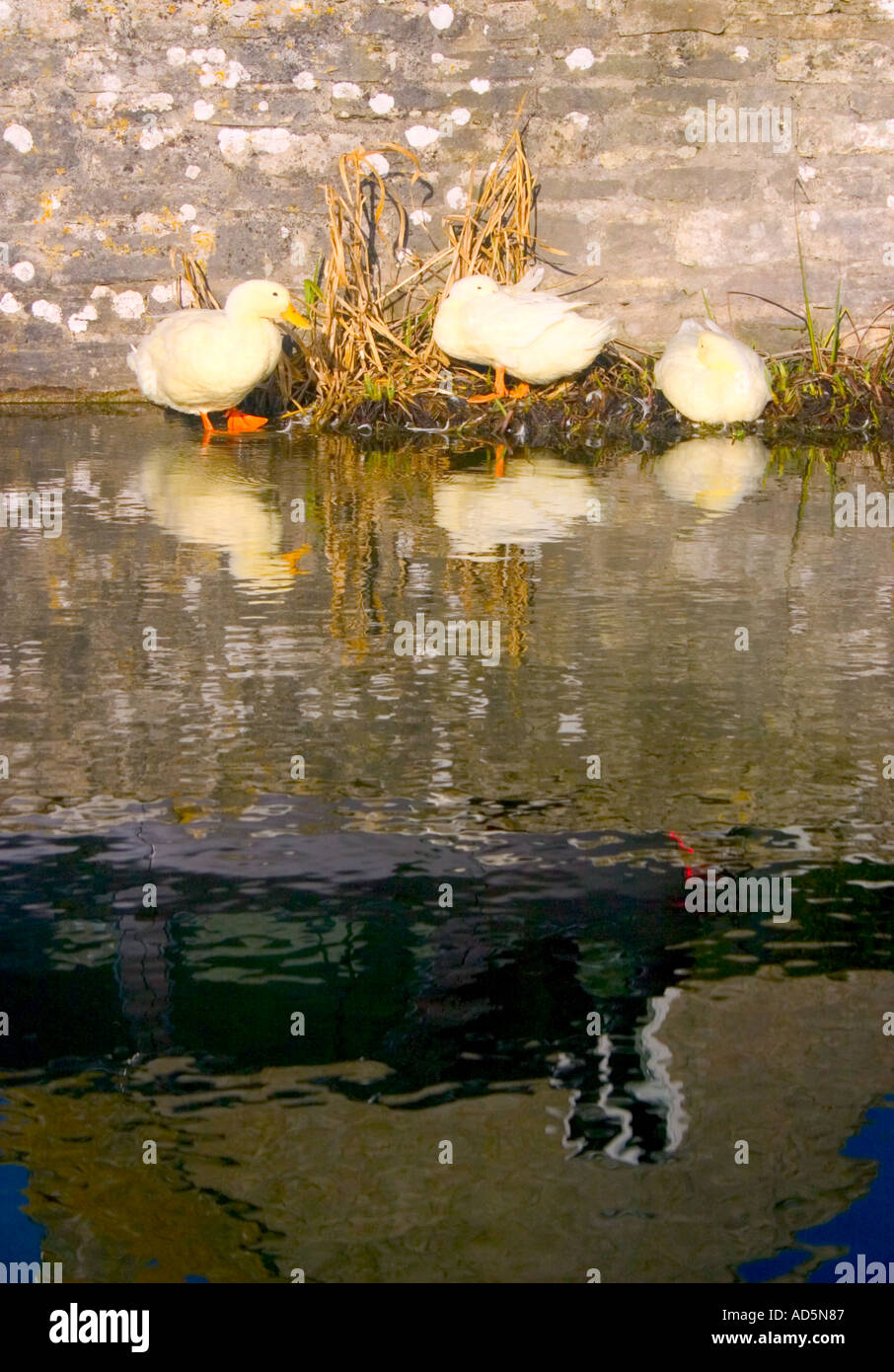 Ducks babies Pond water reflection Stock Photo - Alamy