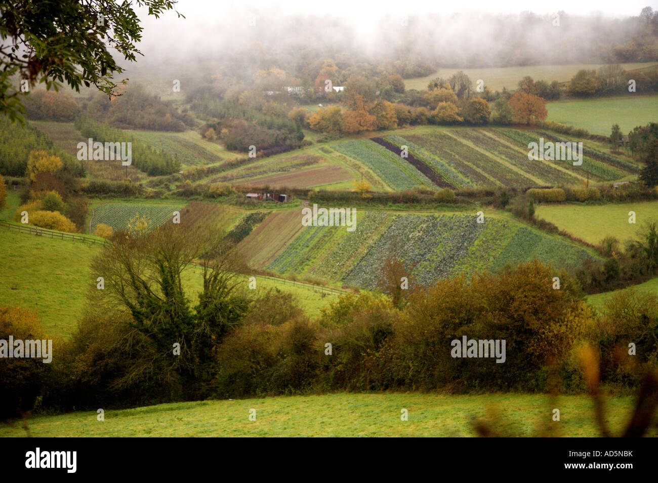 Looking down on a small misty valley with hedges and cultivated fields ...