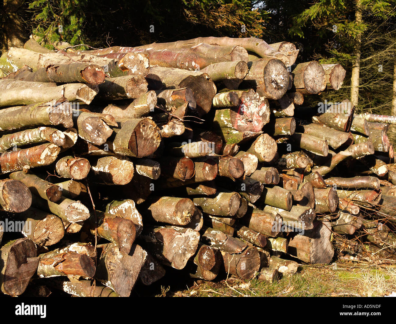 Pile of wood stacked in the forest Stock Photo - Alamy