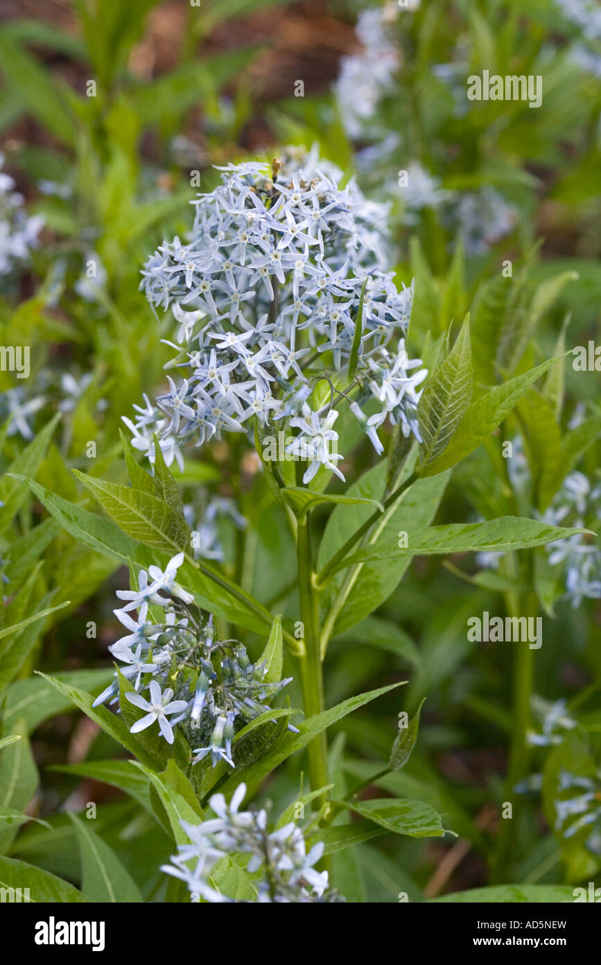 Eastern Bluestar Amsonia tabernaemontana Boone North Carolina United ...