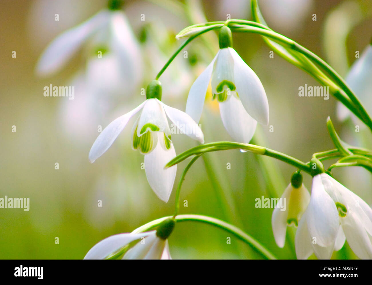 Upright stem single drooping white flower hi-res stock photography and ...