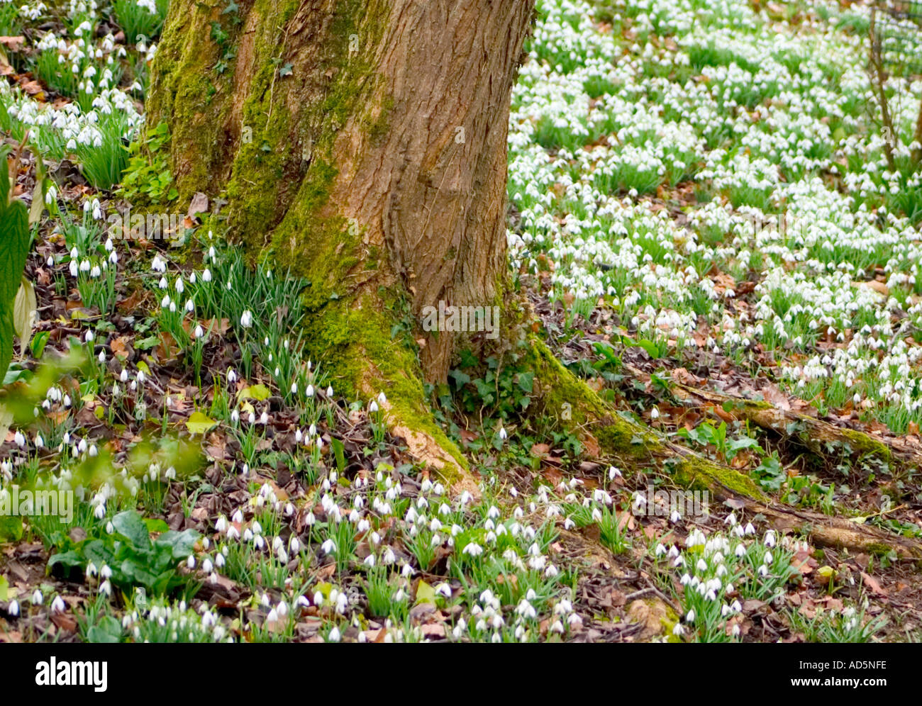 Tree Snowdrops white flower, woodland, countryside, spring Stock Photo ...