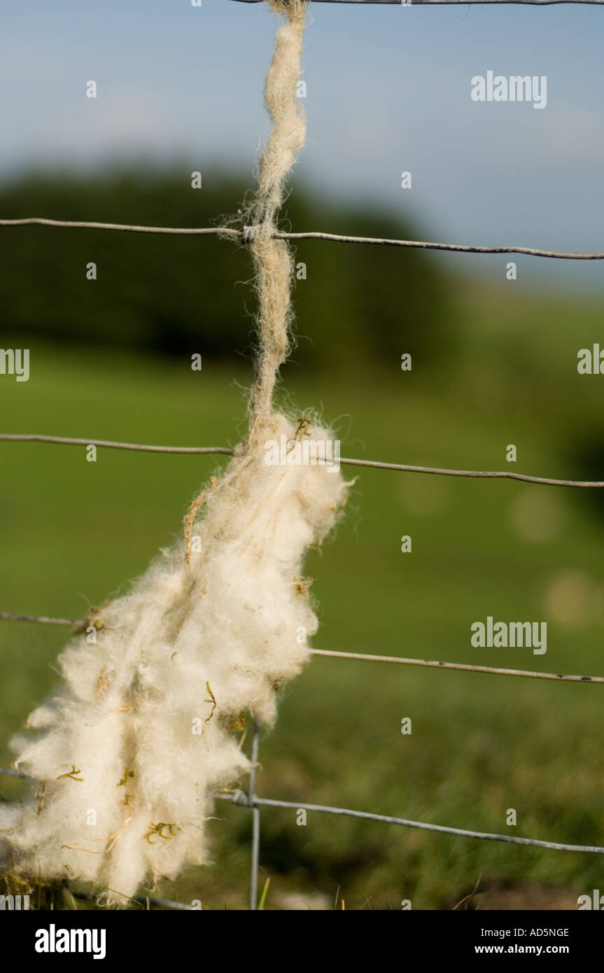 Wool wire hi-res stock photography and images - Alamy