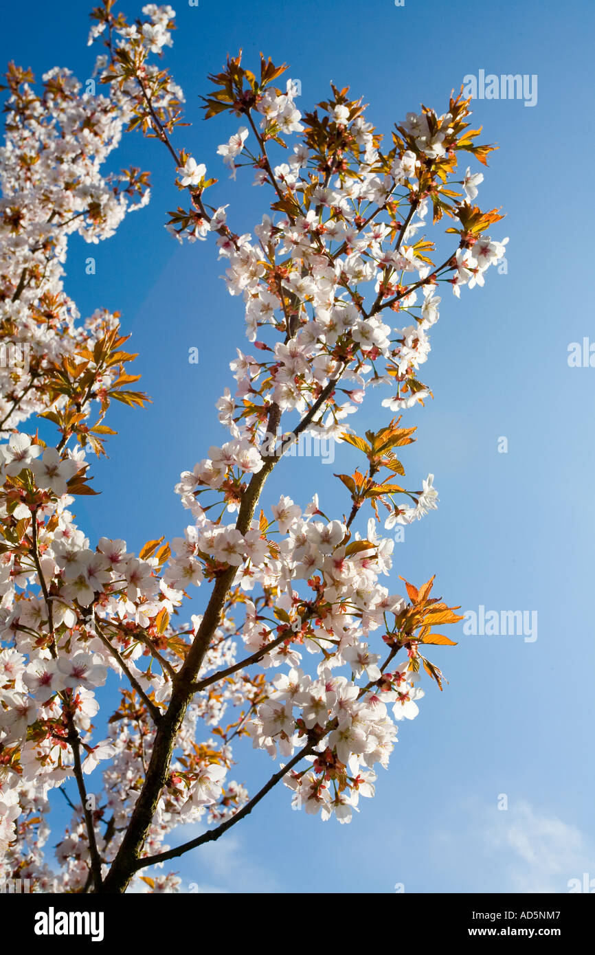 White cherry blossom Prunus sp blue sky Stock Photo - Alamy