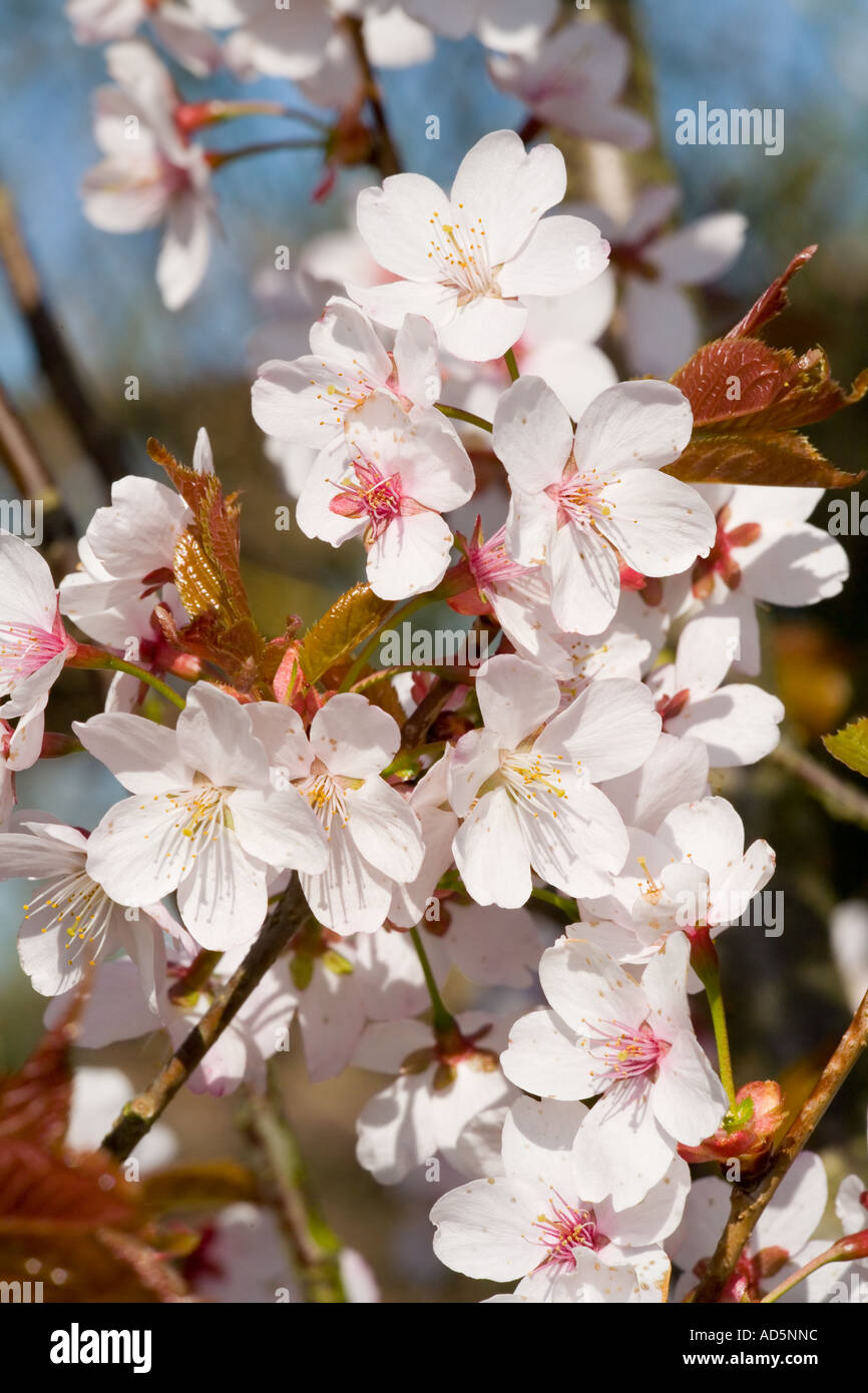 White cherry blossom Prunus sp blue sky Stock Photo - Alamy