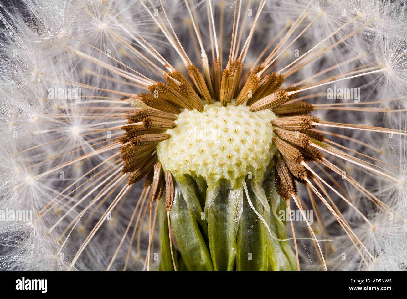 Dandelion seed head Taraxacum officinale (Weber Stock Photo - Alamy