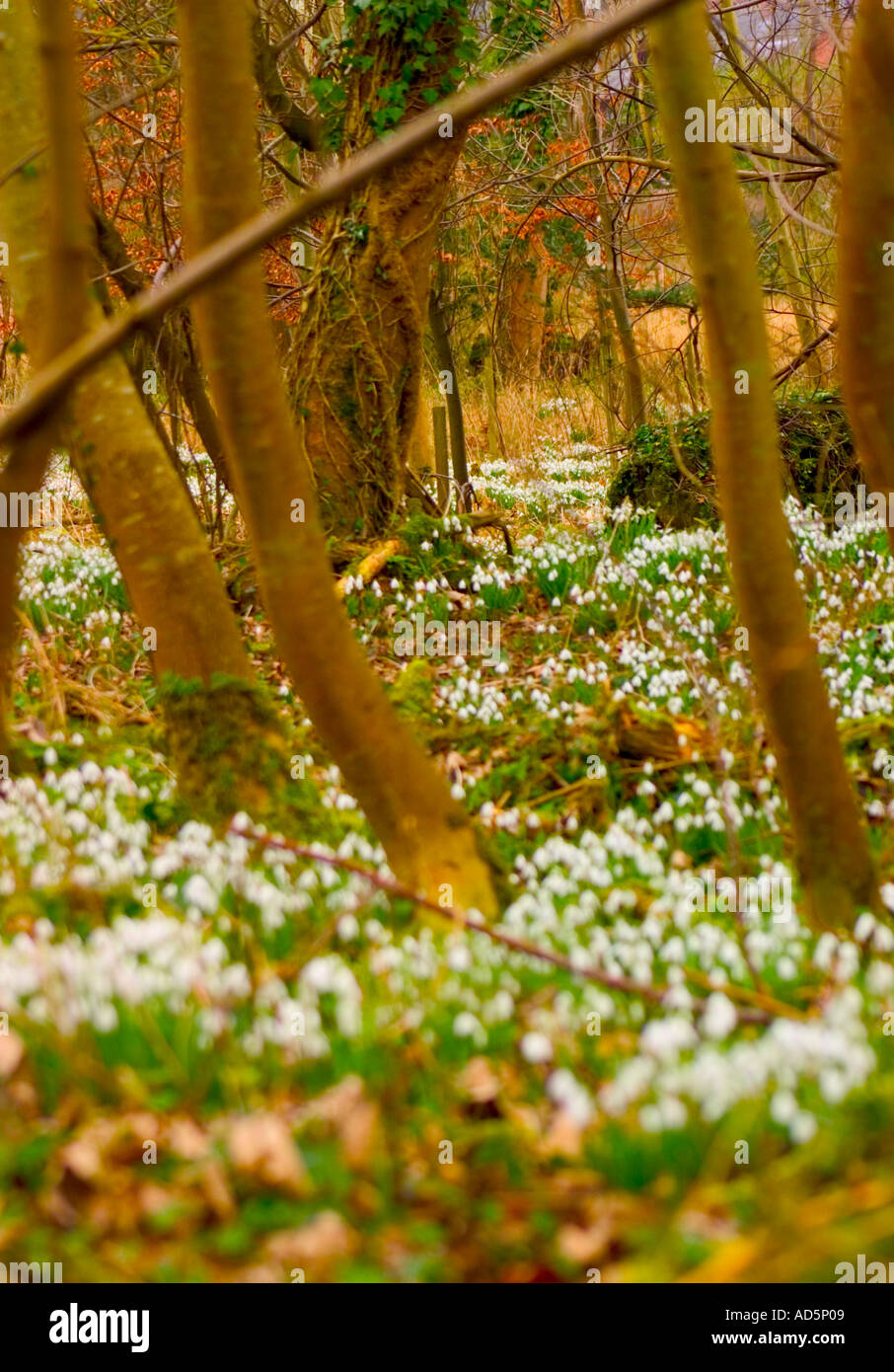 Drooping white flowers hi-res stock photography and images - Alamy