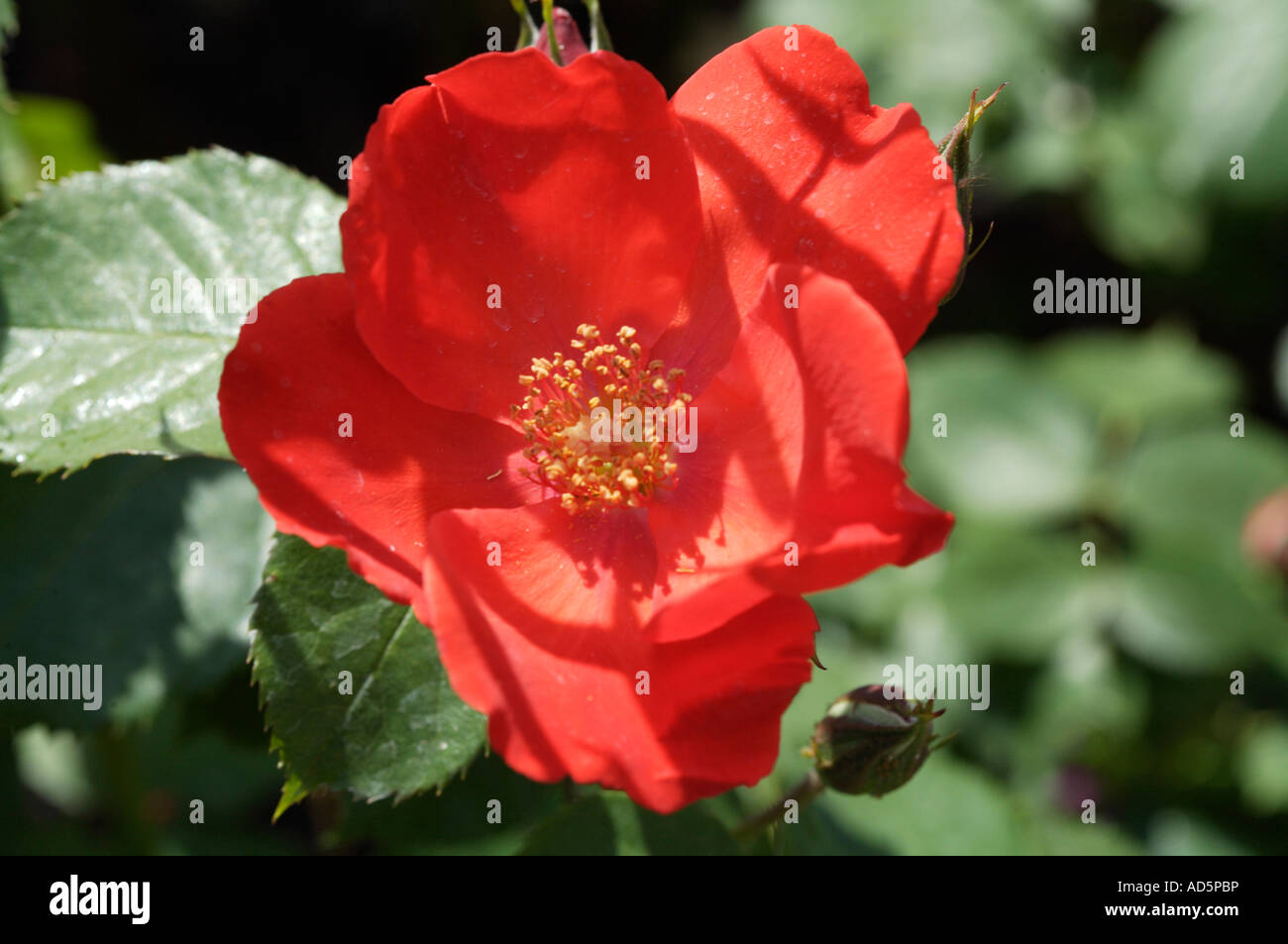 Close up of red rose Stock Photo - Alamy