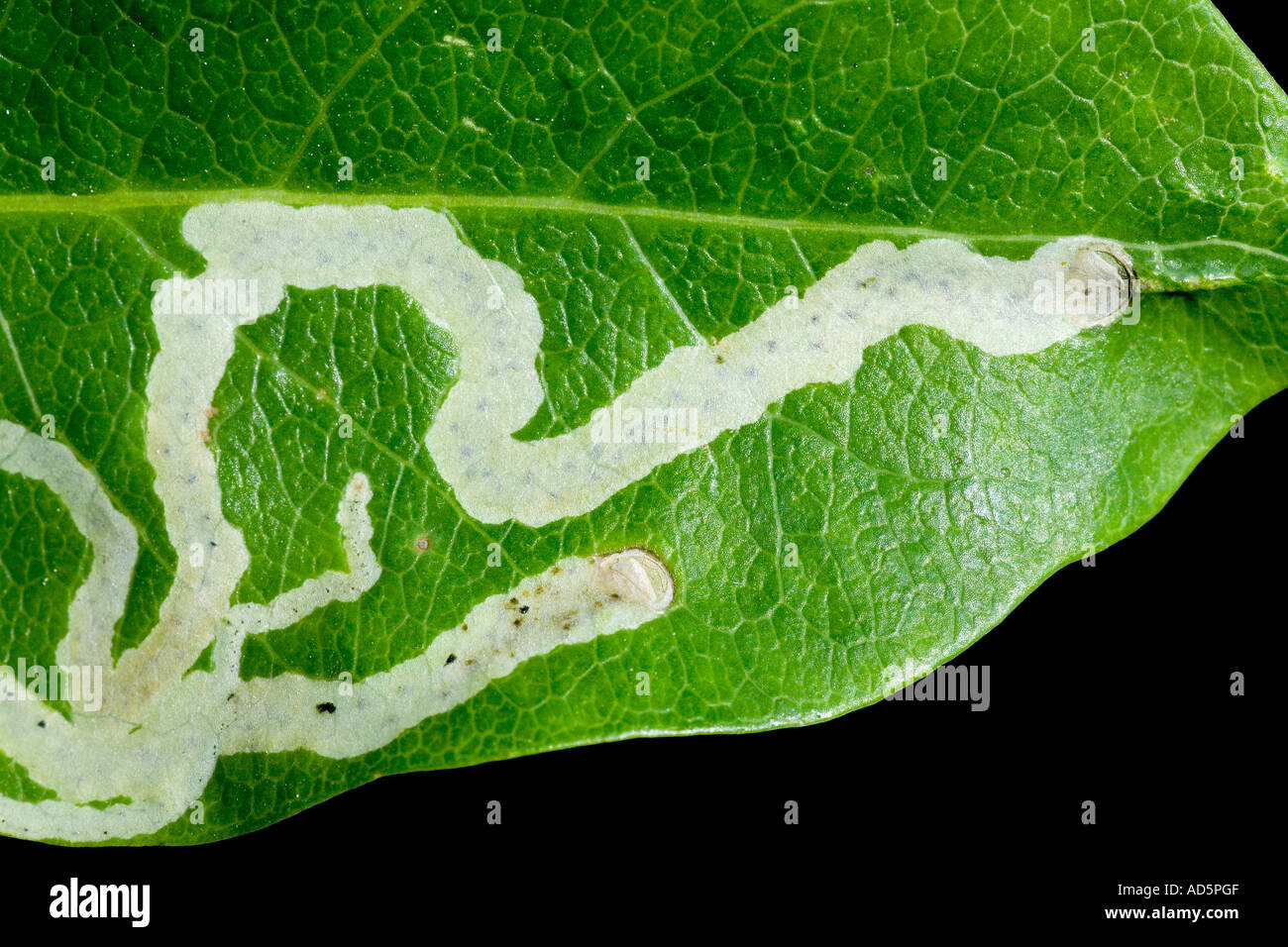 leaf miner trail showing entrance and exit points Stock Photo - Alamy